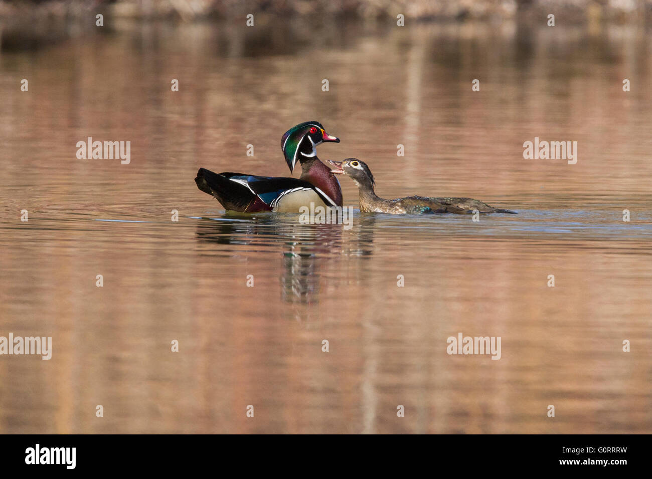 Two male wood ducks hi-res stock photography and images - Alamy