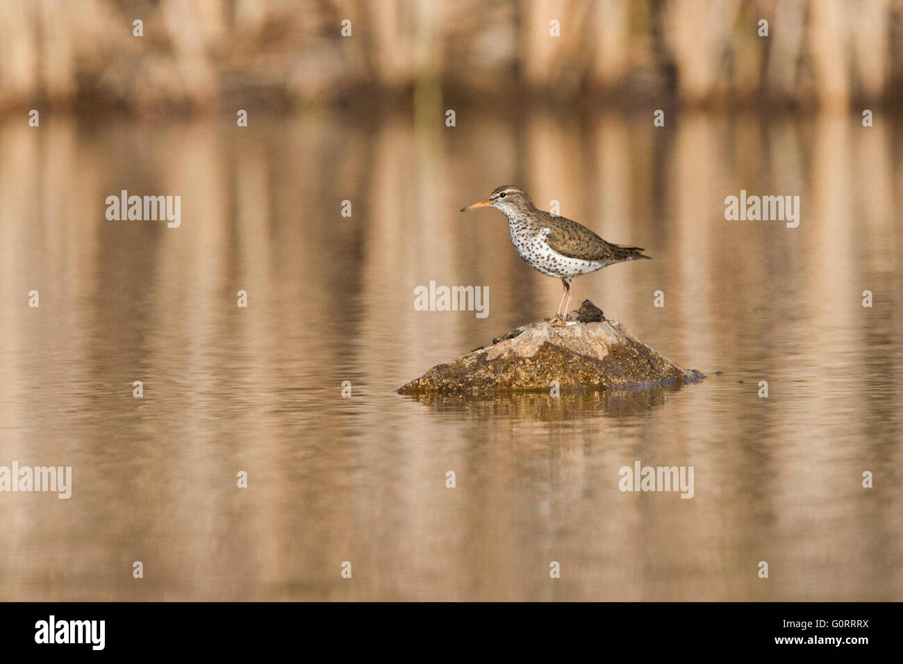 The spotted sandpiper (Actitis macularius syn. Actitis macularia Stock ...