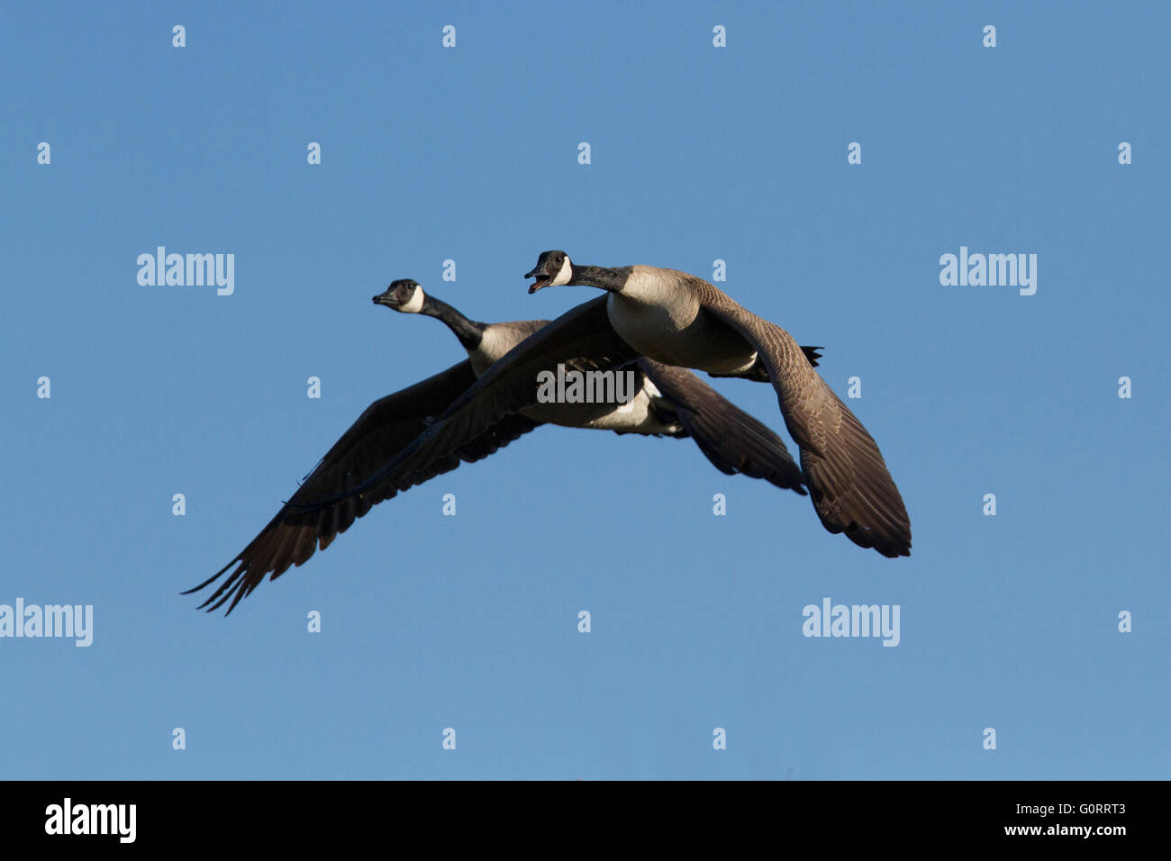 Canada goose pair hi-res stock photography and images - Alamy