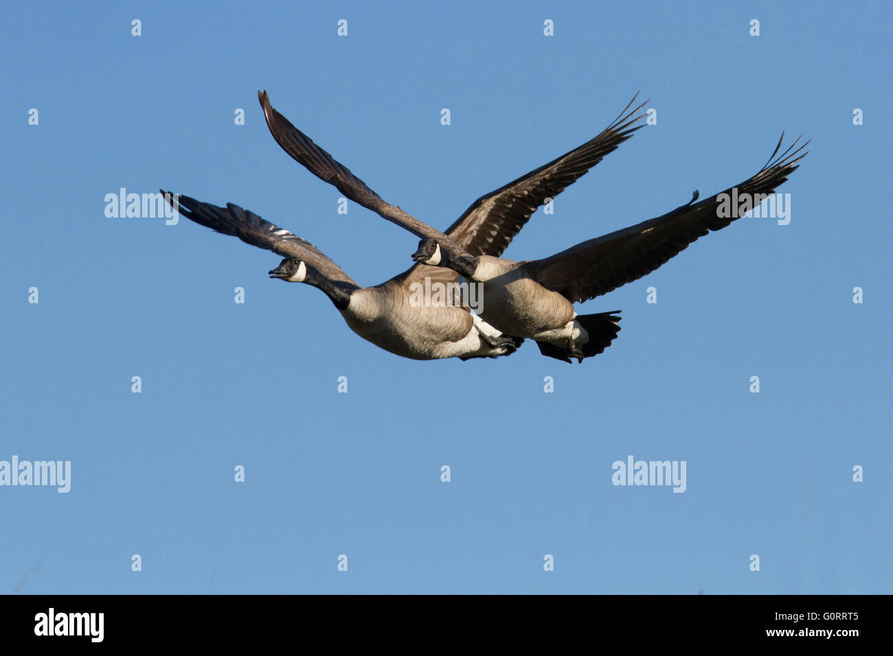 Canada Goose pair (Branta canadensis Stock Photo - Alamy