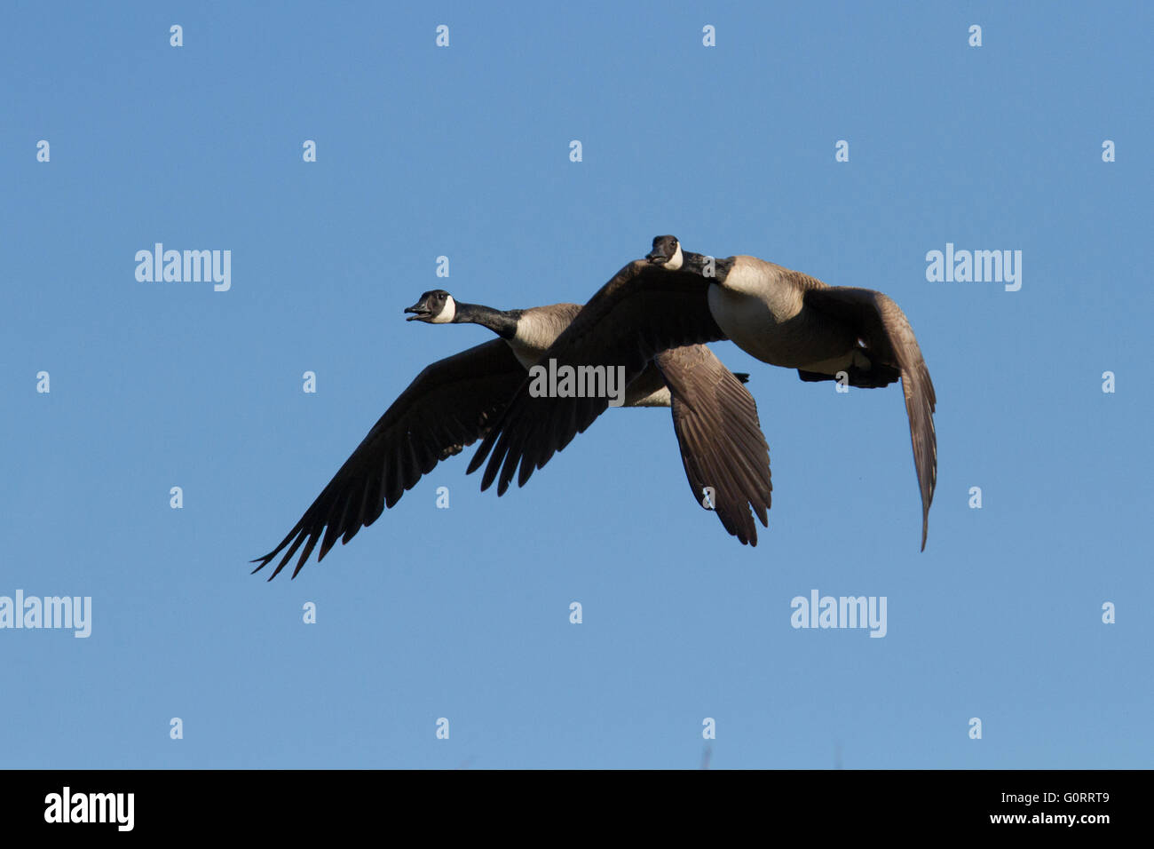 Canada Goose couple (Branta canadensis Stock Photo - Alamy
