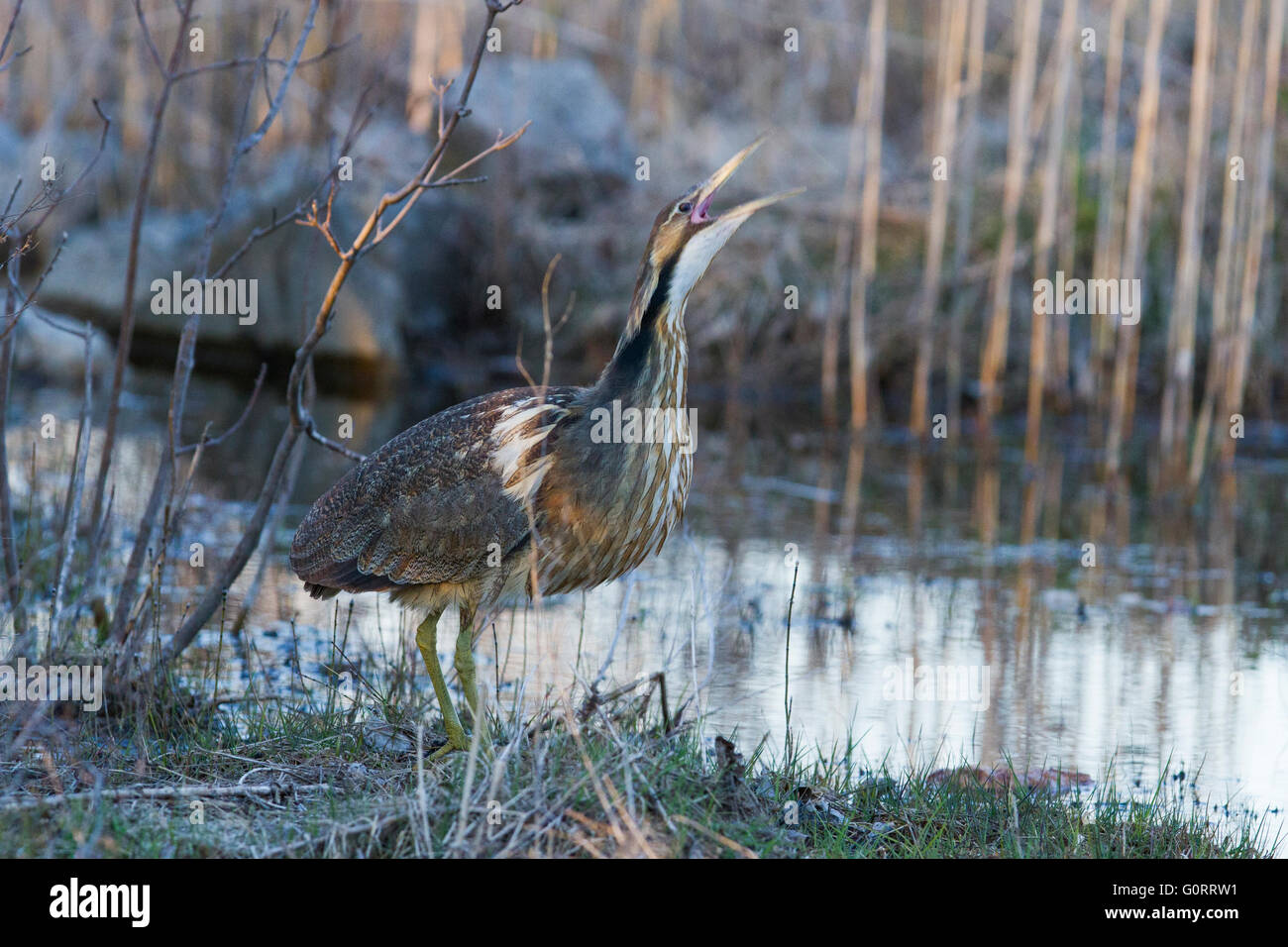 American bittern (Botaurus lentiginosus) displaying in spring Stock ...