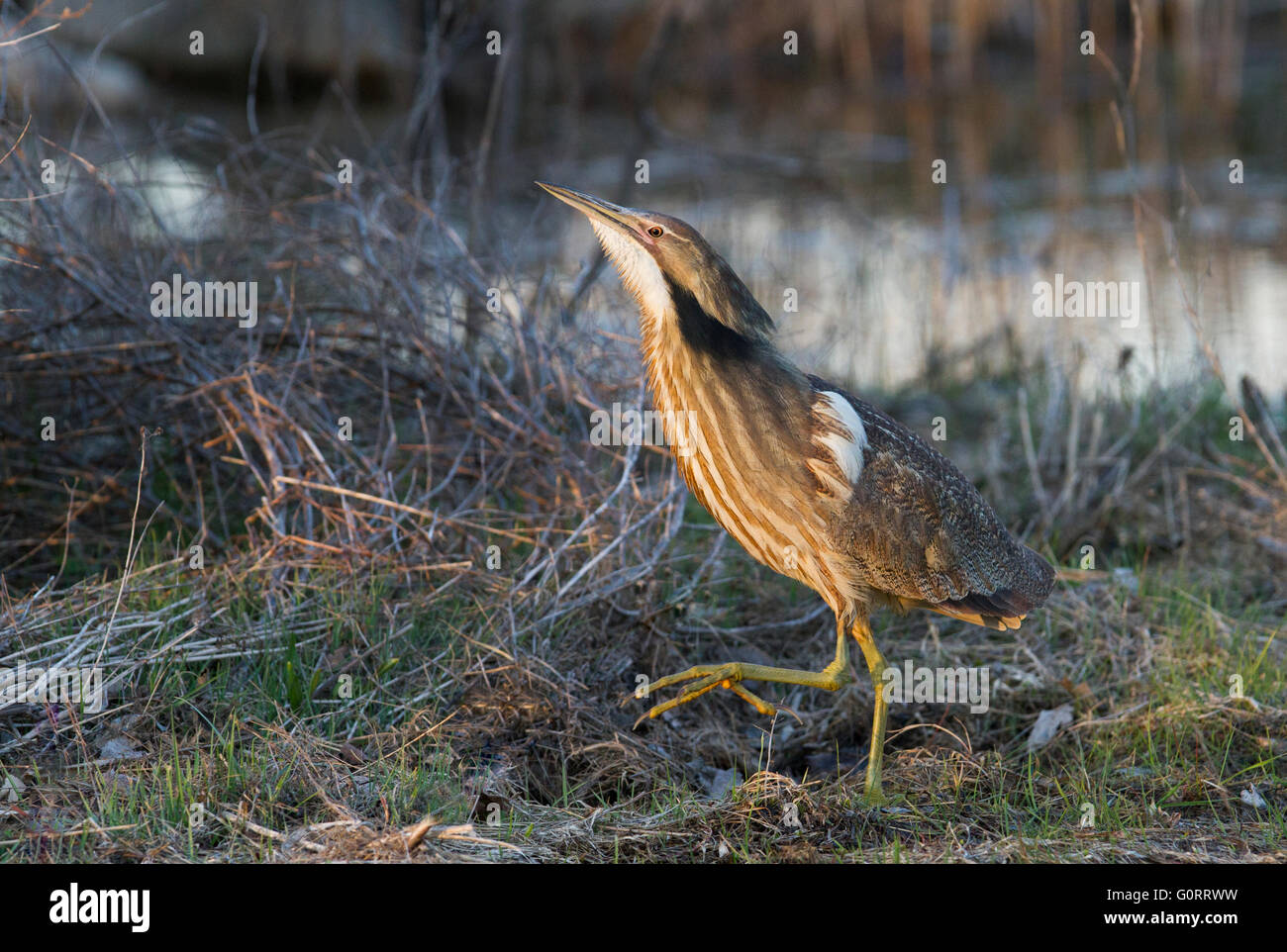 American bittern (Botaurus lentiginosus) displaying in spring Stock ...