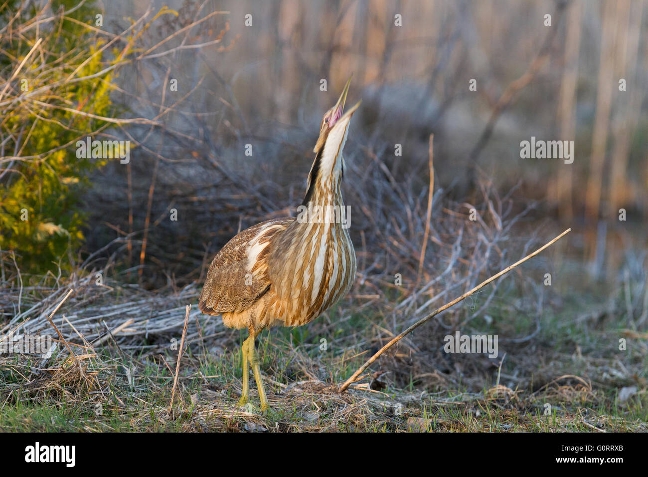 American bittern (Botaurus lentiginosus) displaying in spring Stock ...