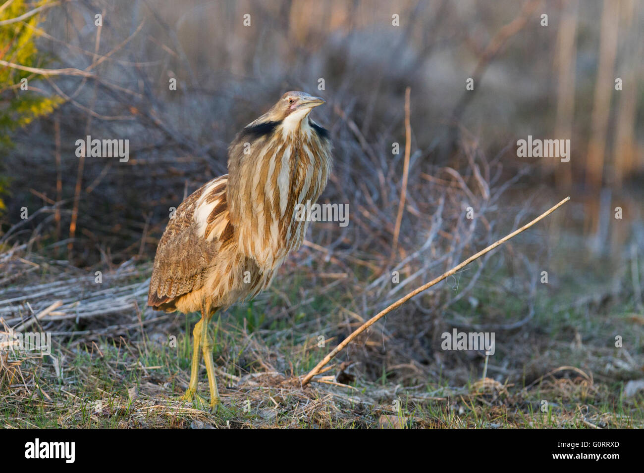 American bittern (Botaurus lentiginosus) displaying in spring Stock ...