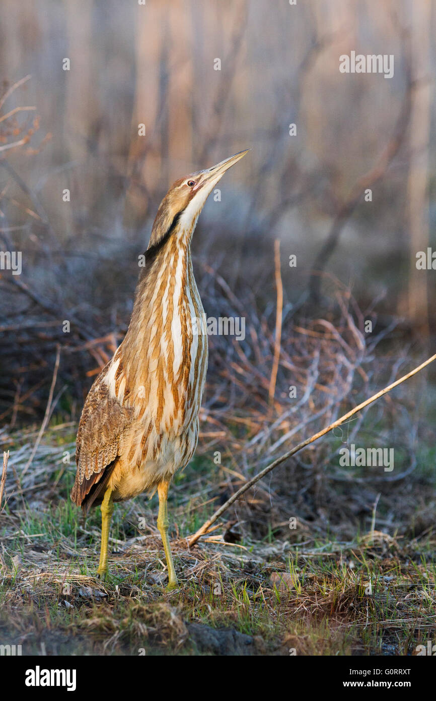 American bittern (Botaurus lentiginosus) displaying in spring Stock ...