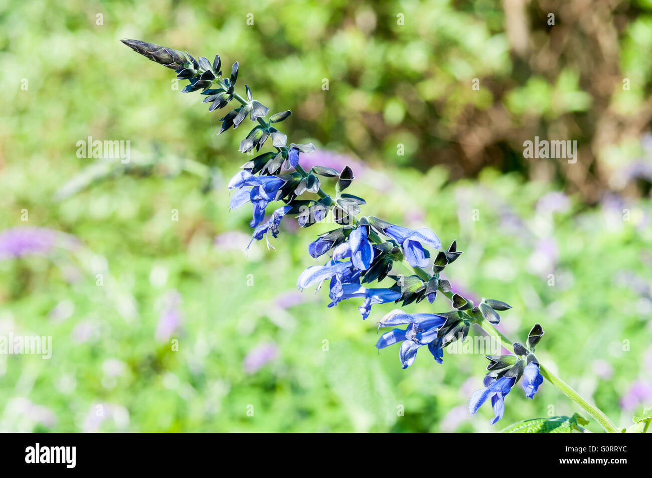 Salvia guaranitica, Black and Blue Stock Photo - Alamy
