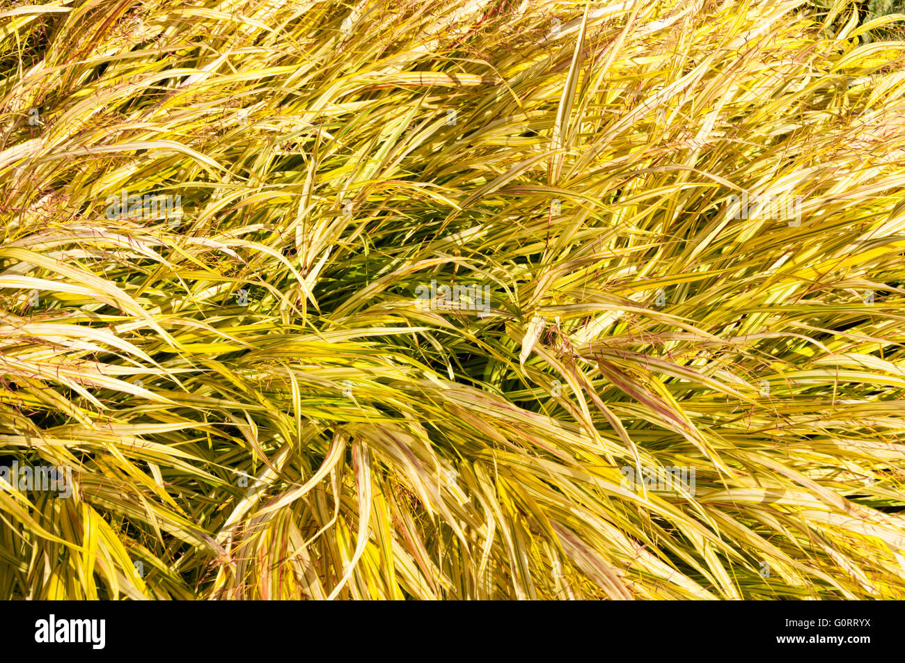 Japanese forest grass hi-res stock photography and images - Alamy