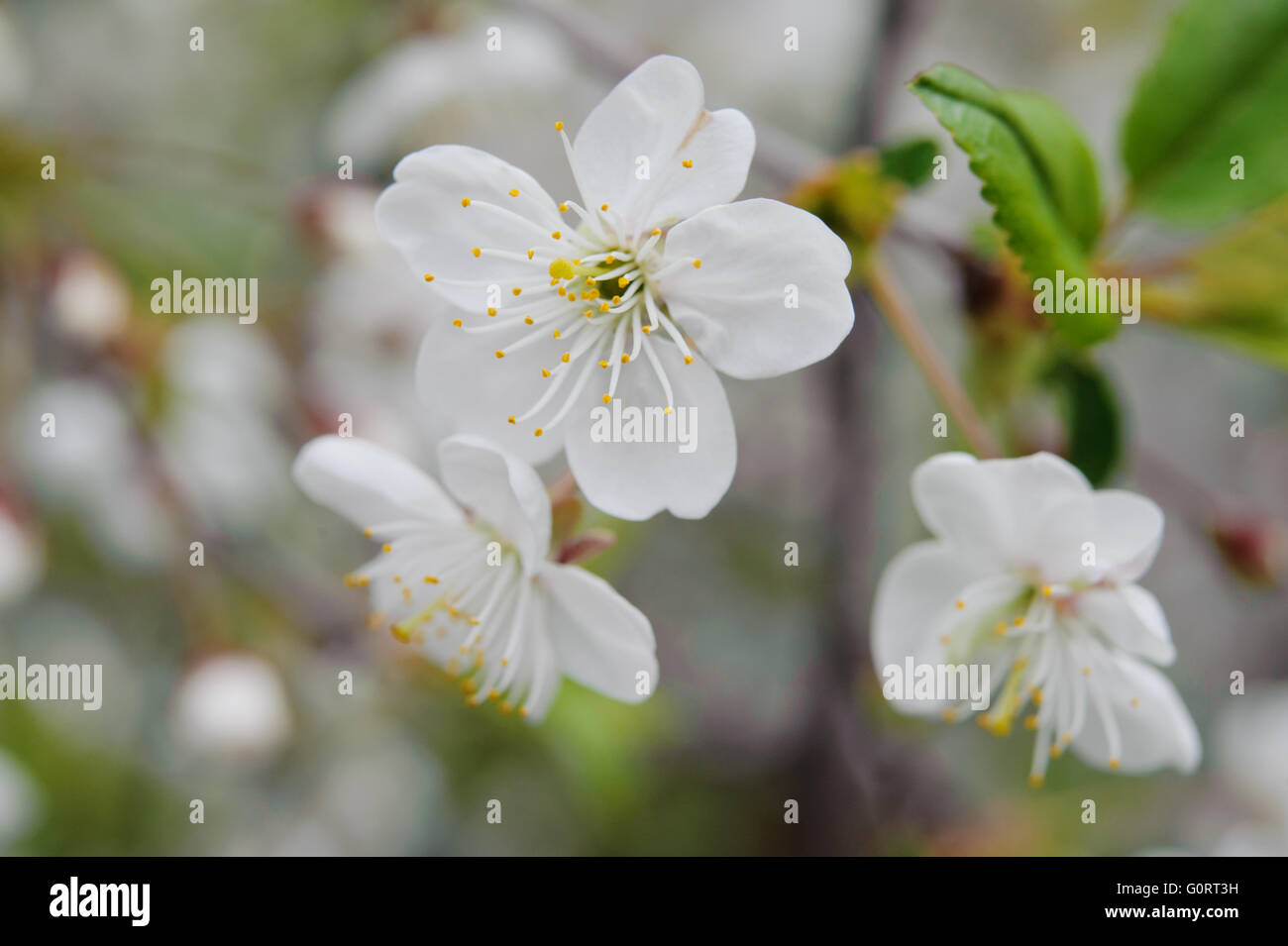 Spring flowers in the garden Stock Photo - Alamy