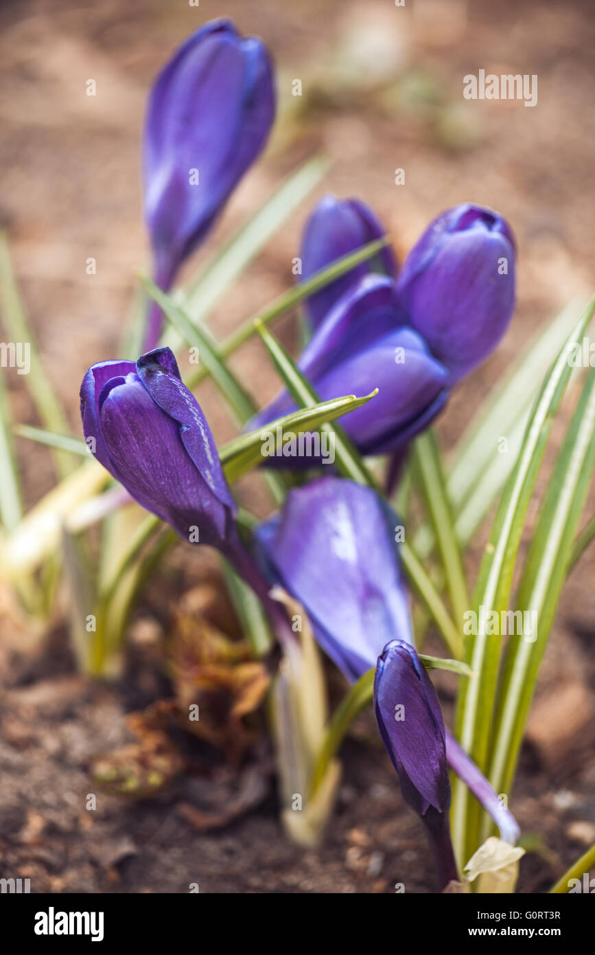 Crocus rouge hi-res stock photography and images - Alamy