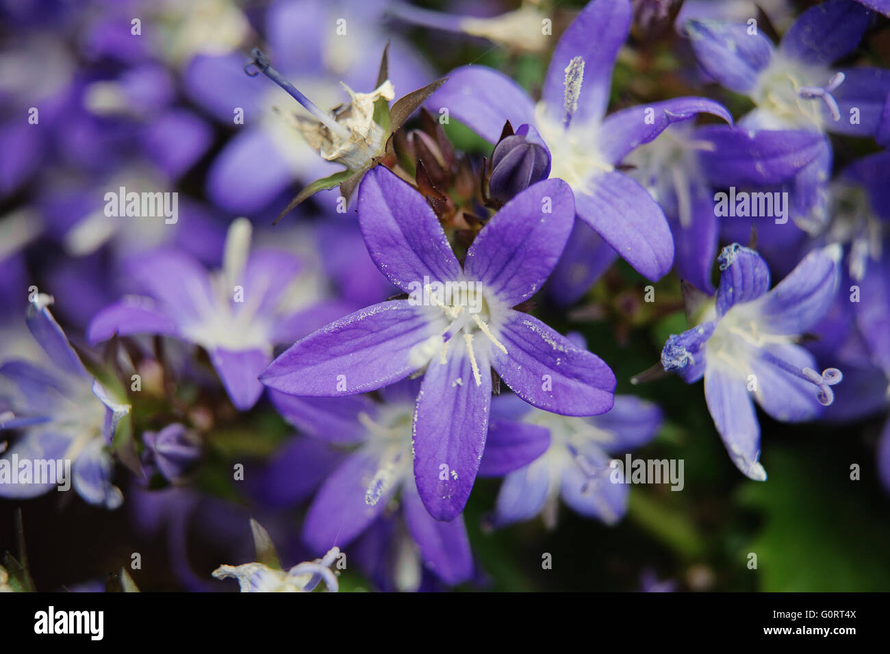 Spring flowers in the garden hi-res stock photography and images - Alamy