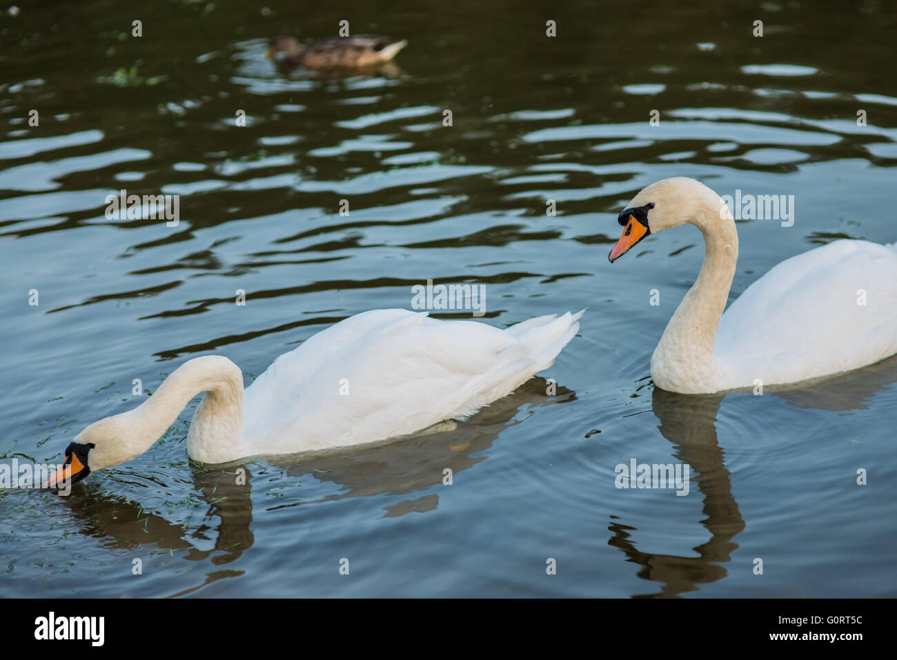 white swans and duck on the summer lake swimming Stock Photo - Alamy