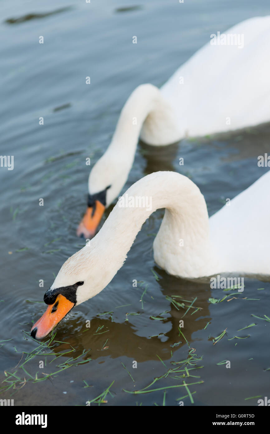 white swans on the summer lake swimming Stock Photo - Alamy