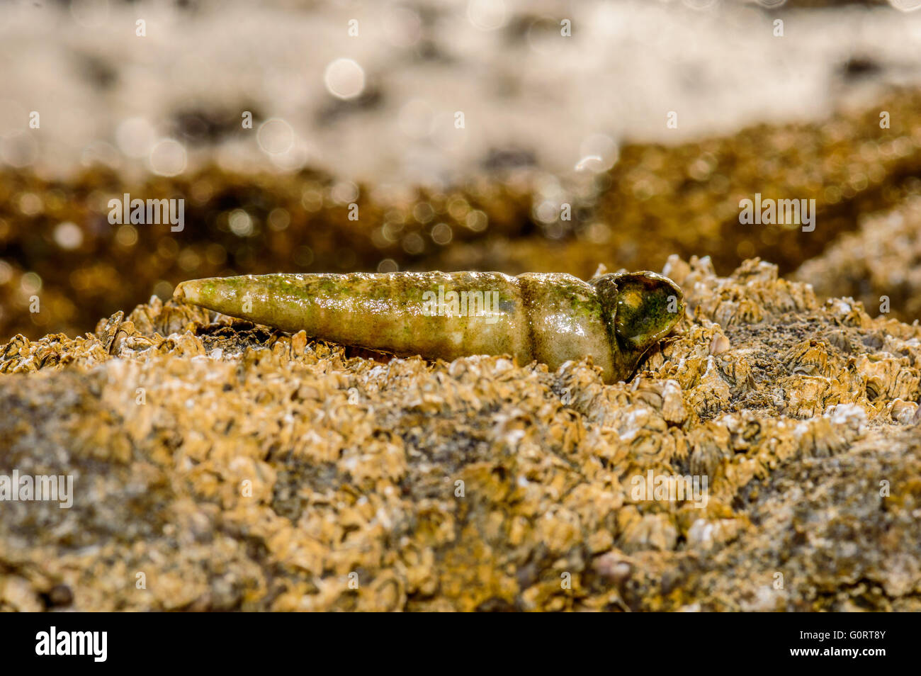 Shell sonora hi-res stock photography and images - Alamy