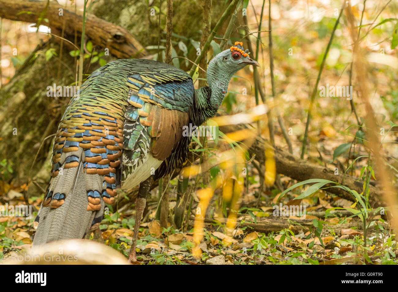 Lacandon jungle hi-res stock photography and images - Alamy