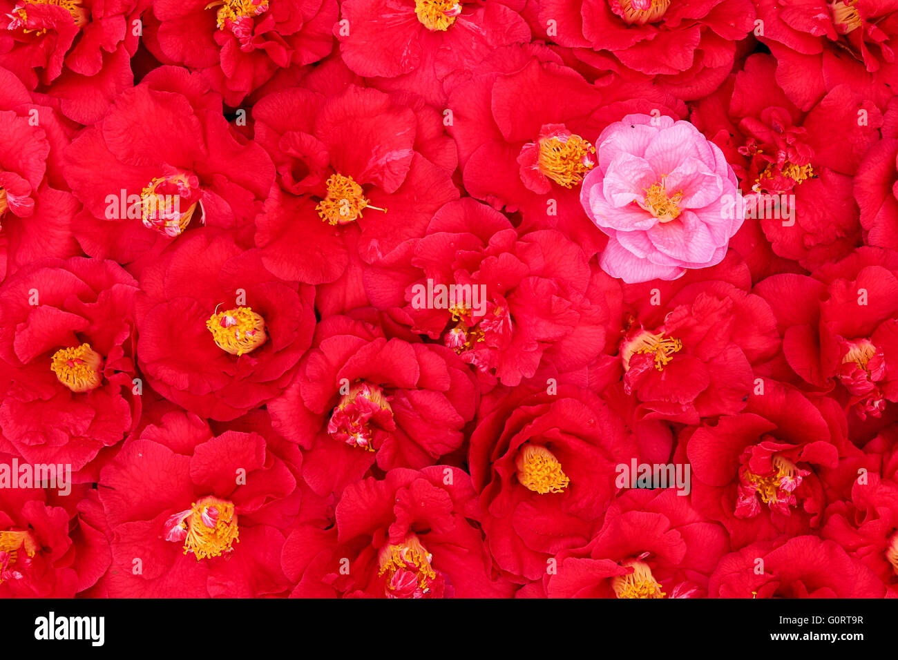 Flower surround hi-res stock photography and images - Alamy