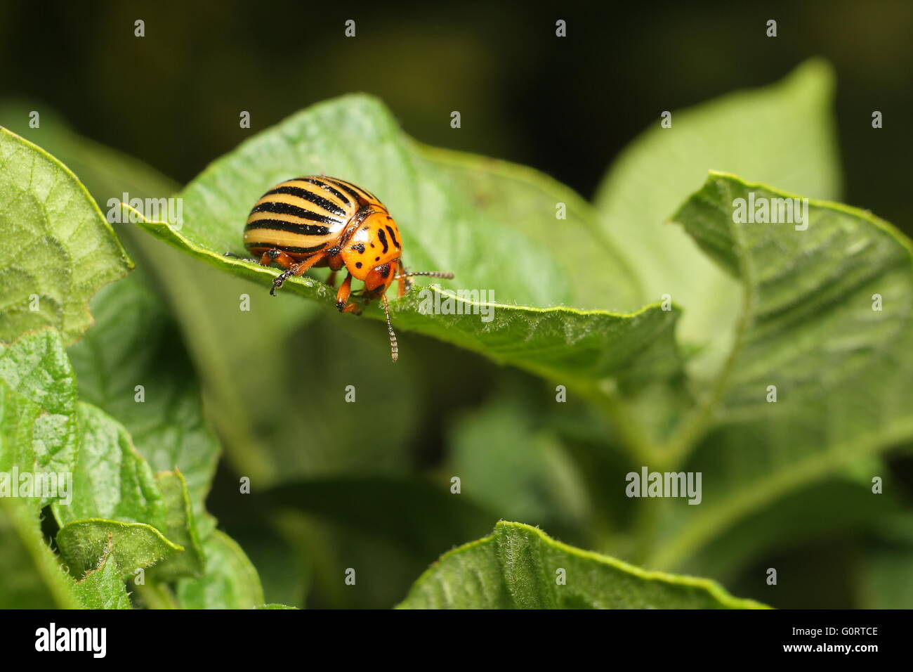 Colorado potato beetle hi-res stock photography and images - Alamy