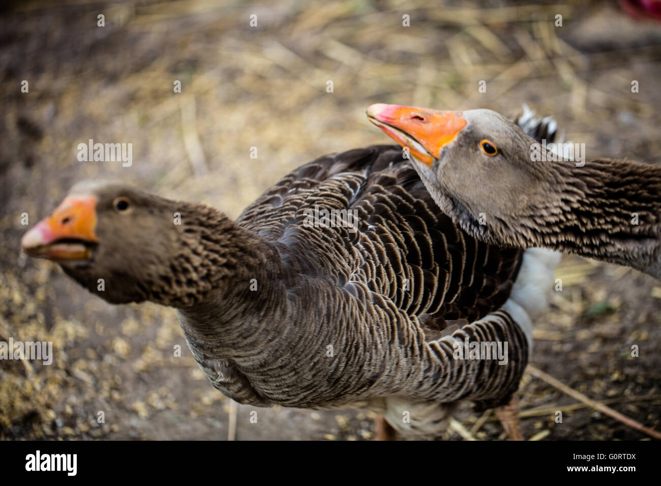 Domestic geese hi-res stock photography and images - Alamy