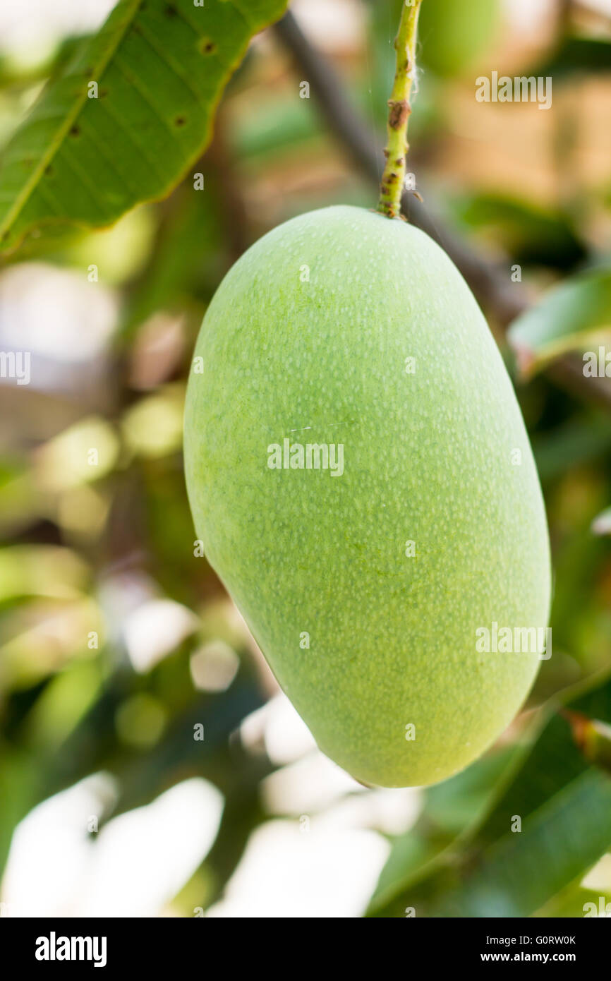 Large mango tree hi-res stock photography and images - Alamy