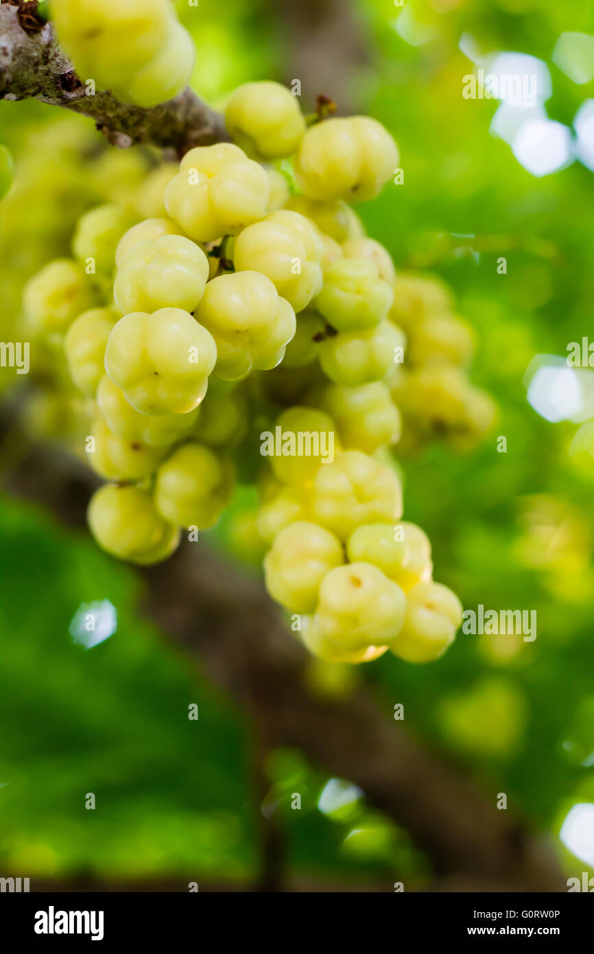 Gooseberry tree High Resolution Stock Photography and Images - Alamy