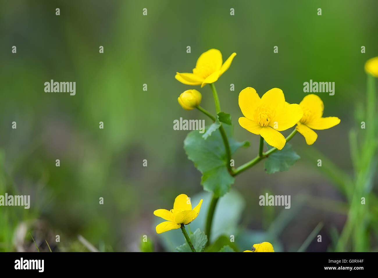 Marsh marigolds - Caltha palustris in the forest Stock Photo - Alamy