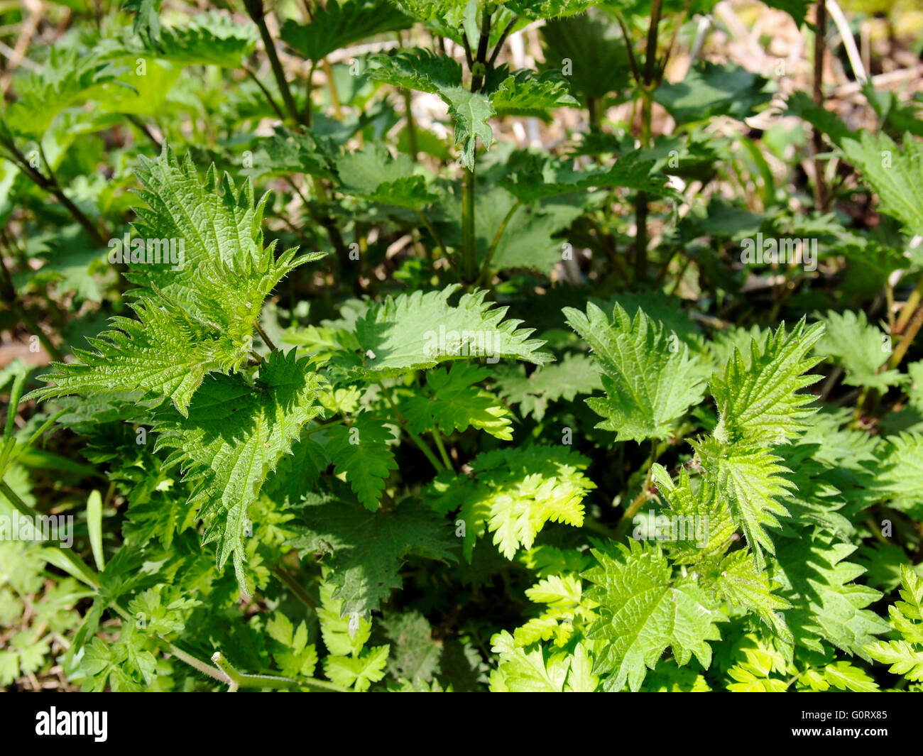 Urtica dioica, often called common nettle or stinging nettle common in ...