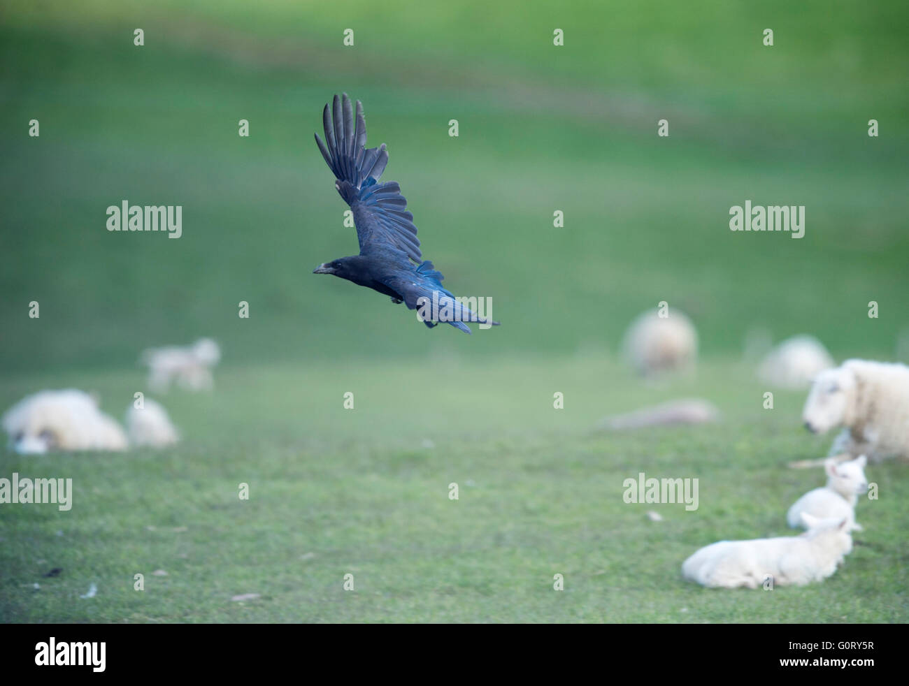 Corvidae hi-res stock photography and images - Alamy