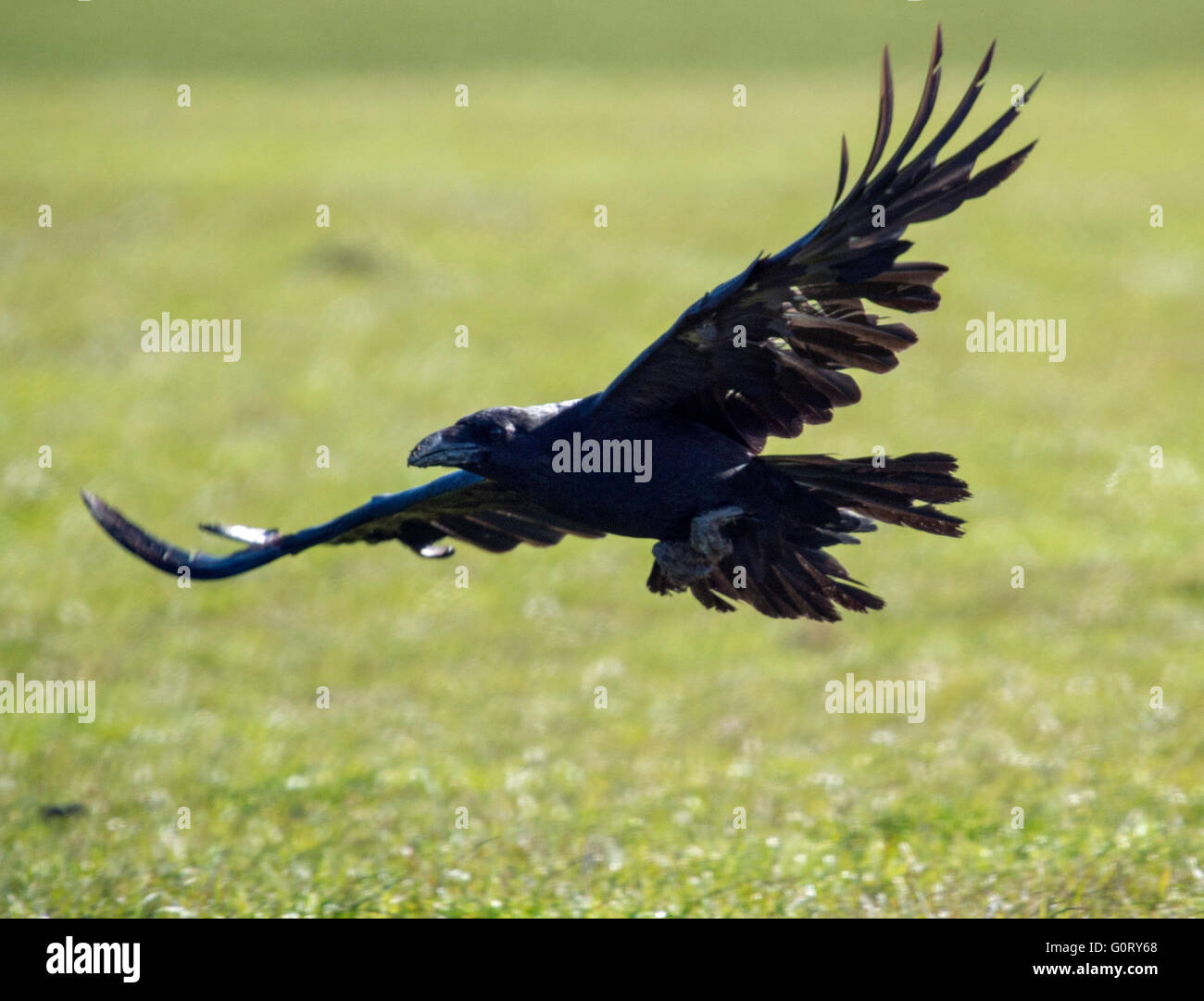 The crow and the raven hi-res stock photography and images - Alamy