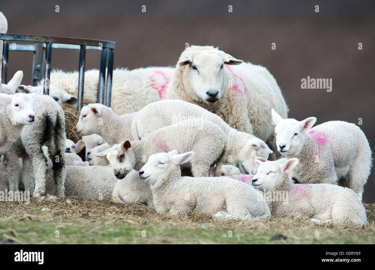 Sheep Huddle High Resolution Stock Photography and Images - Alamy