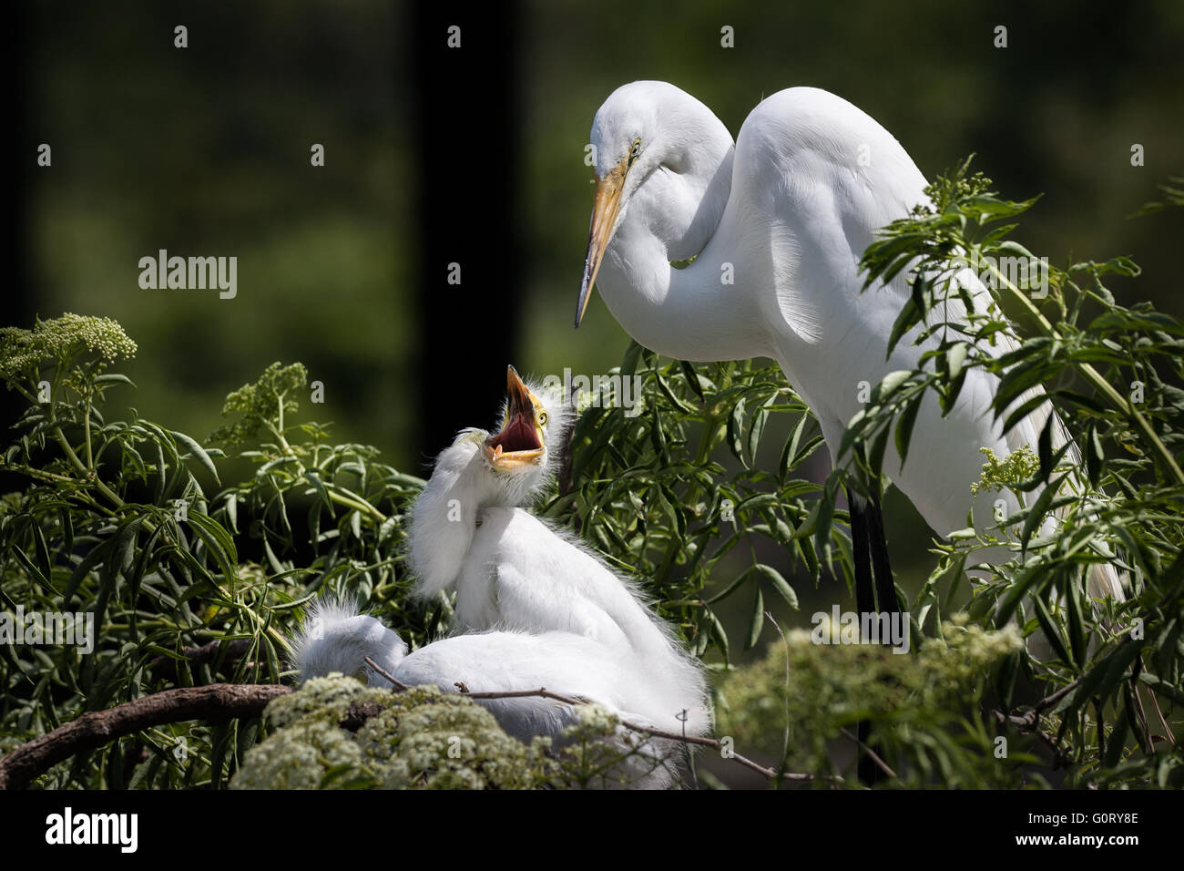 A great egret with a hungry chick Stock Photo - Alamy