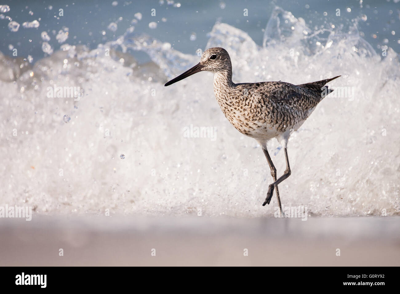 Running bird hi-res stock photography and images - Alamy