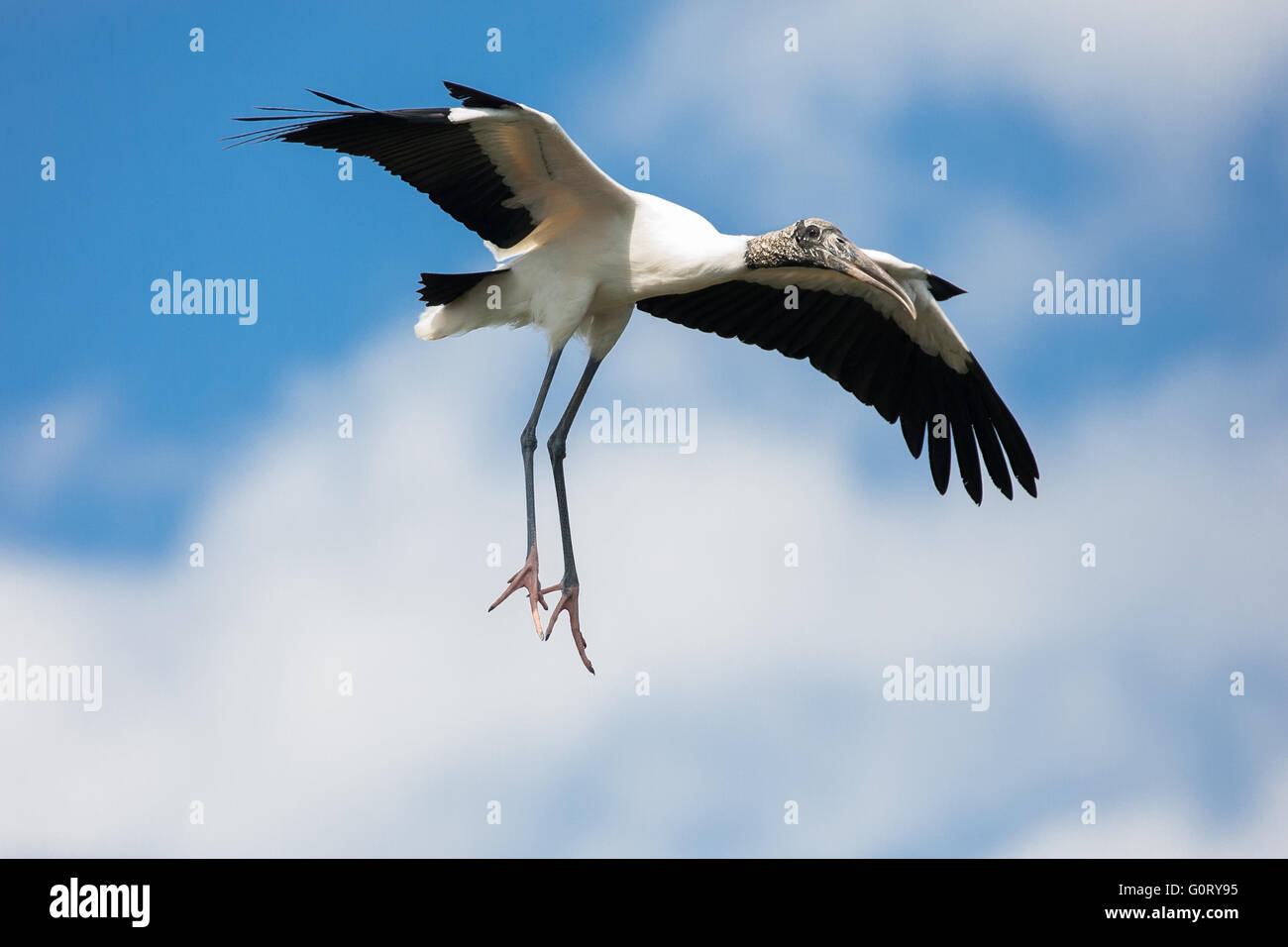 A wood stork in flight at gatorland rookery Stock Photo - Alamy
