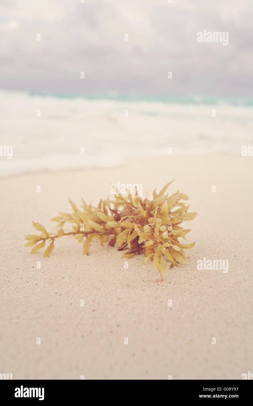 Sea plant at costal beach Stock Photo - Alamy