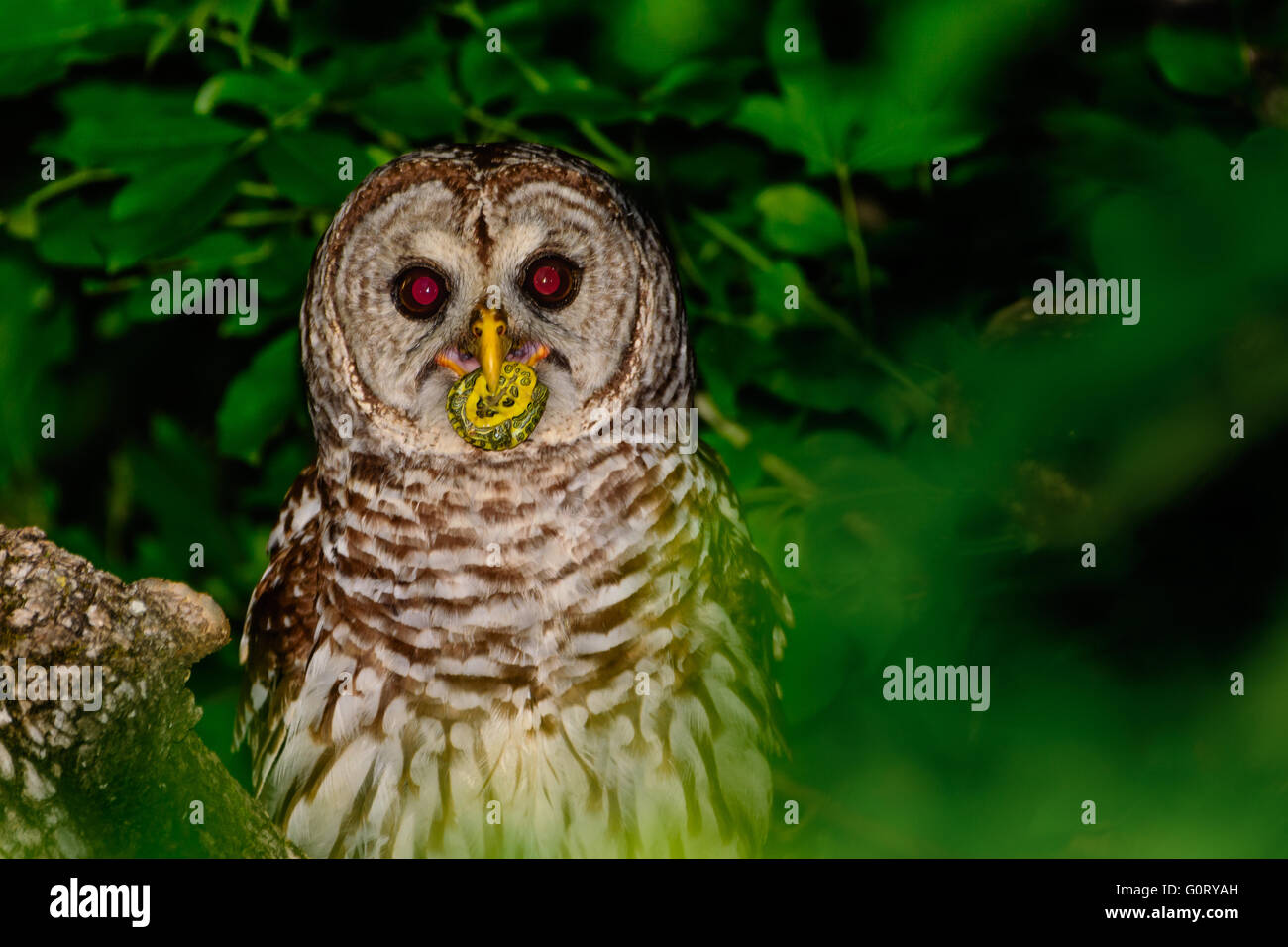 Barred Owl Perched in a Tree With a small Turtle In its Beak Stock ...