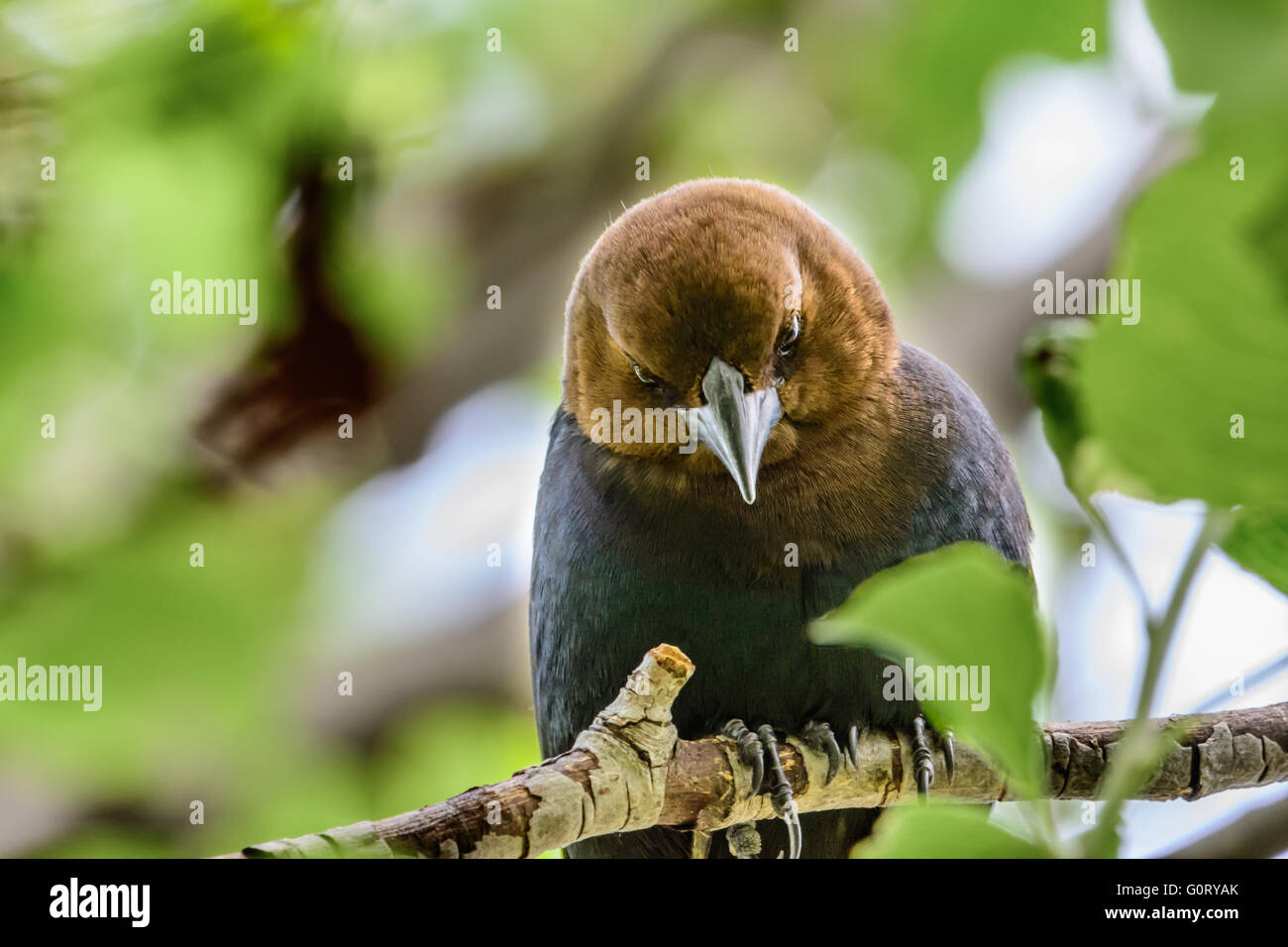 Angry bird hi-res stock photography and images - Alamy