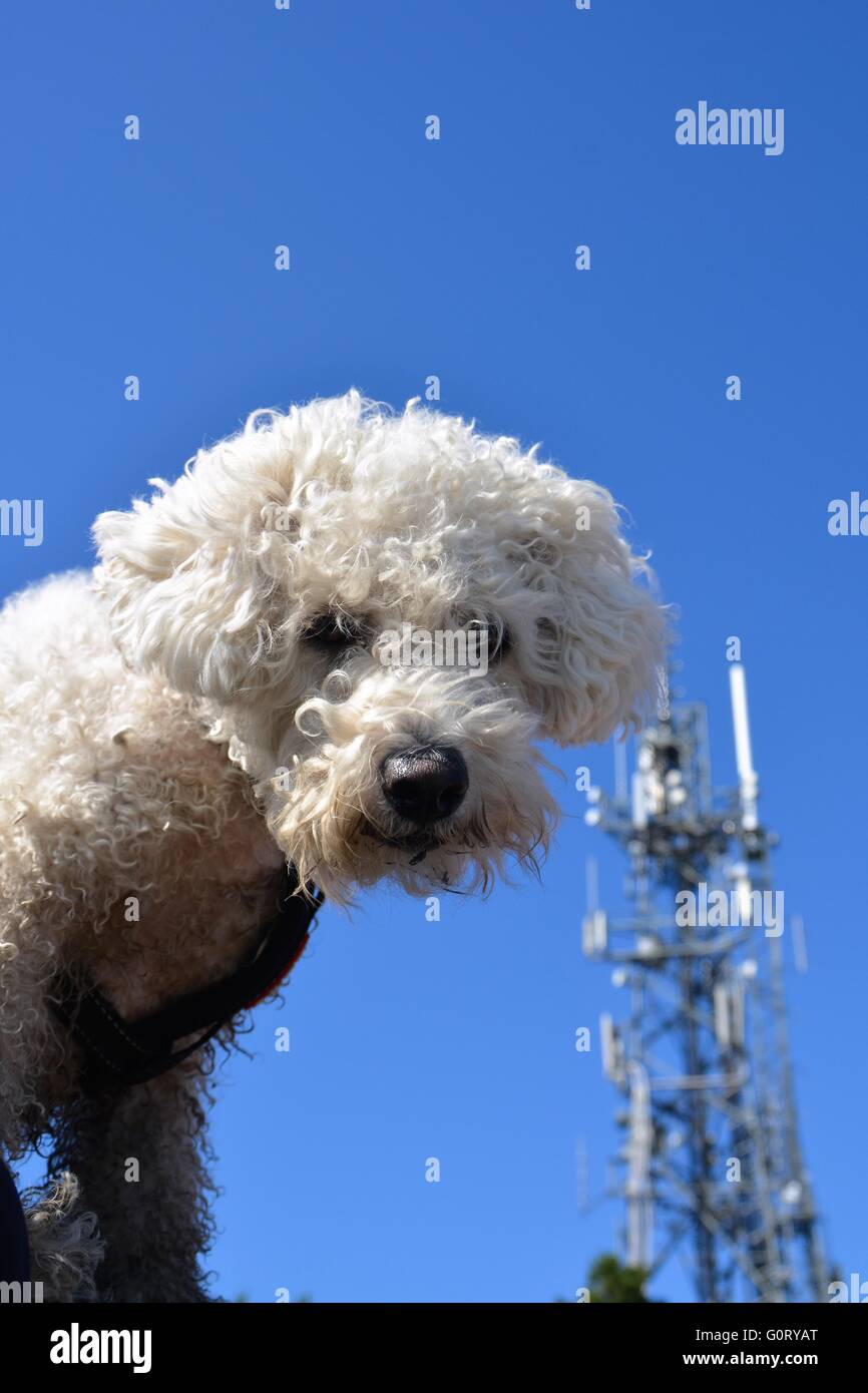 Dog at a broadcast station Stock Photo - Alamy