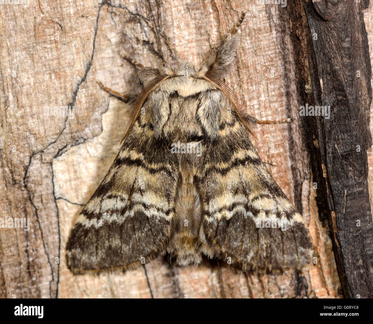 Lunar marbled brown moth (Drymonia ruficornis). British nocturnal ...