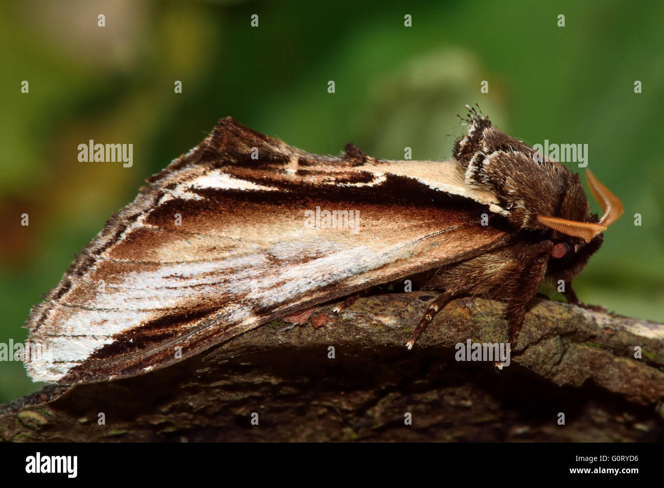 Lesser swallow prominent moth (Pheosia gnoma) in profile. British ...