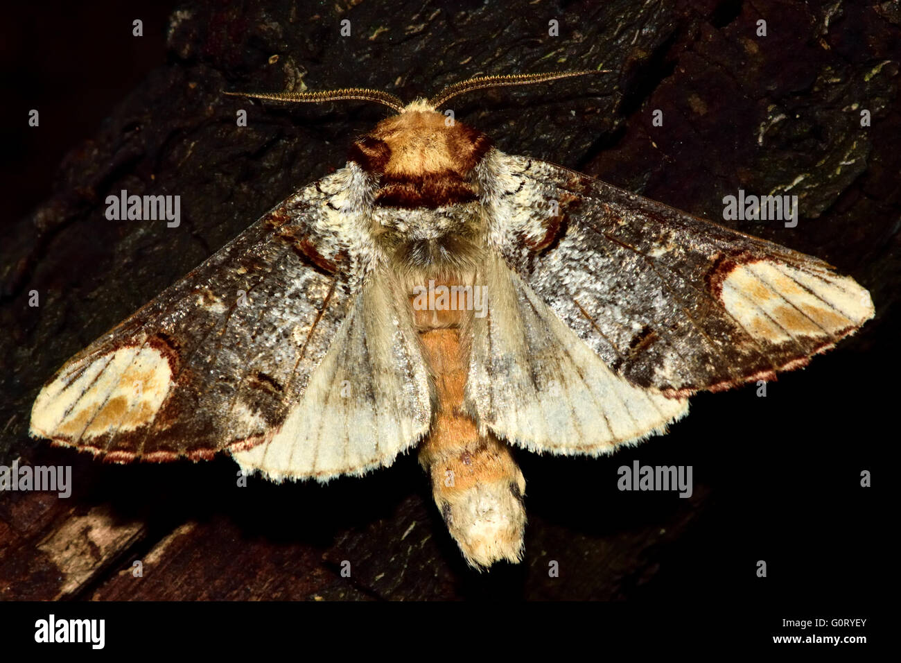 Open moth hi-res stock photography and images - Alamy