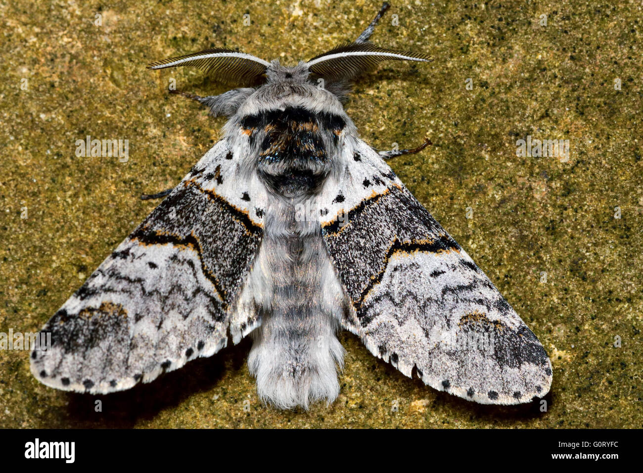 Poplar kitten moth (Furcula bifida). British nocturnal insect in the ...