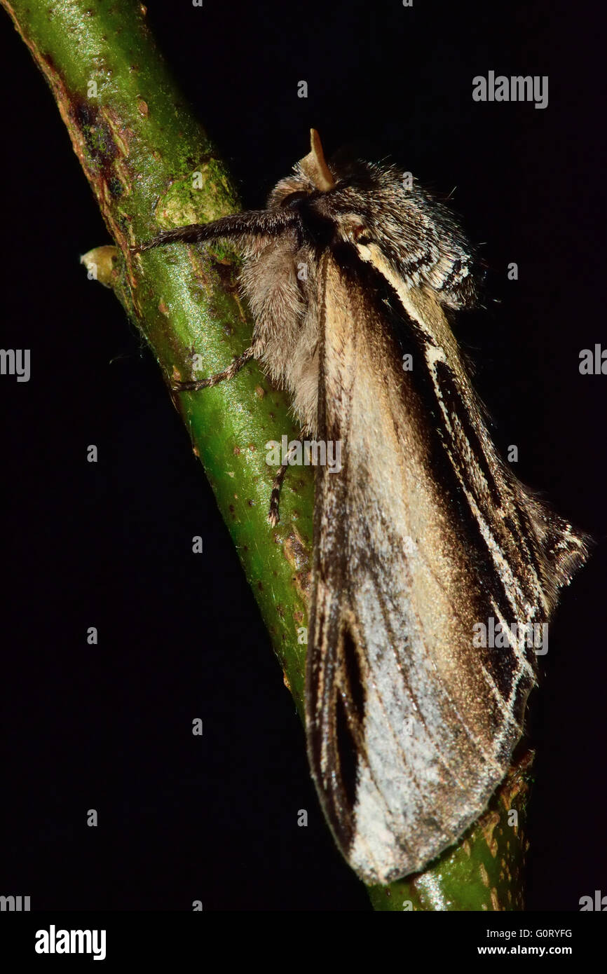 Swallow prominent moth (Phoesia tremula) in profile. British nocturnal ...