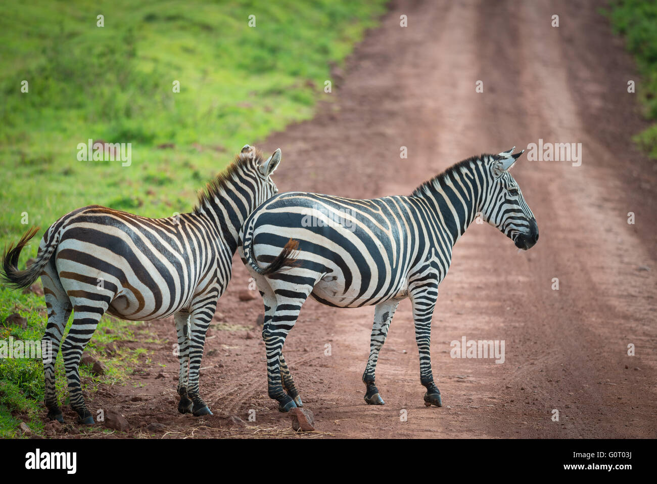 Wild Zebras walk through the fertile plains and land of the Ngorongoro ...