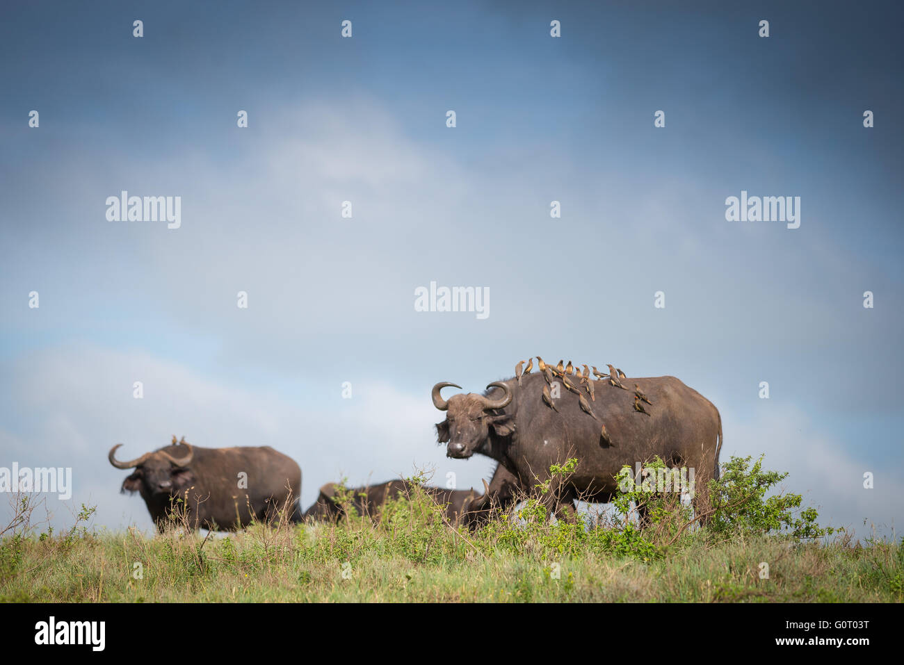 Birds hitching a ride on the back of a wild Buffalo on the plains of ...