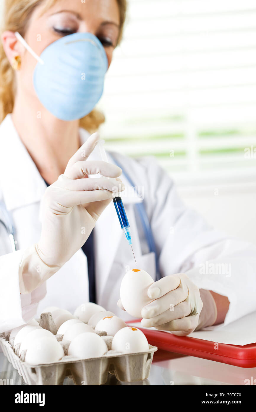 Female researcher/doctor inoculating flu virus into chicken eggs Stock ...