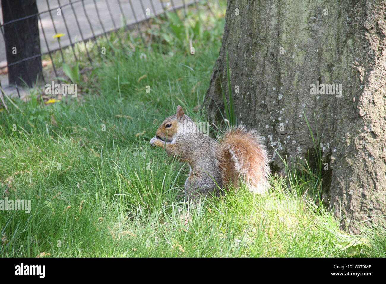 Photograph of a squirrel eating an hazelnut in Central Park, New York ...