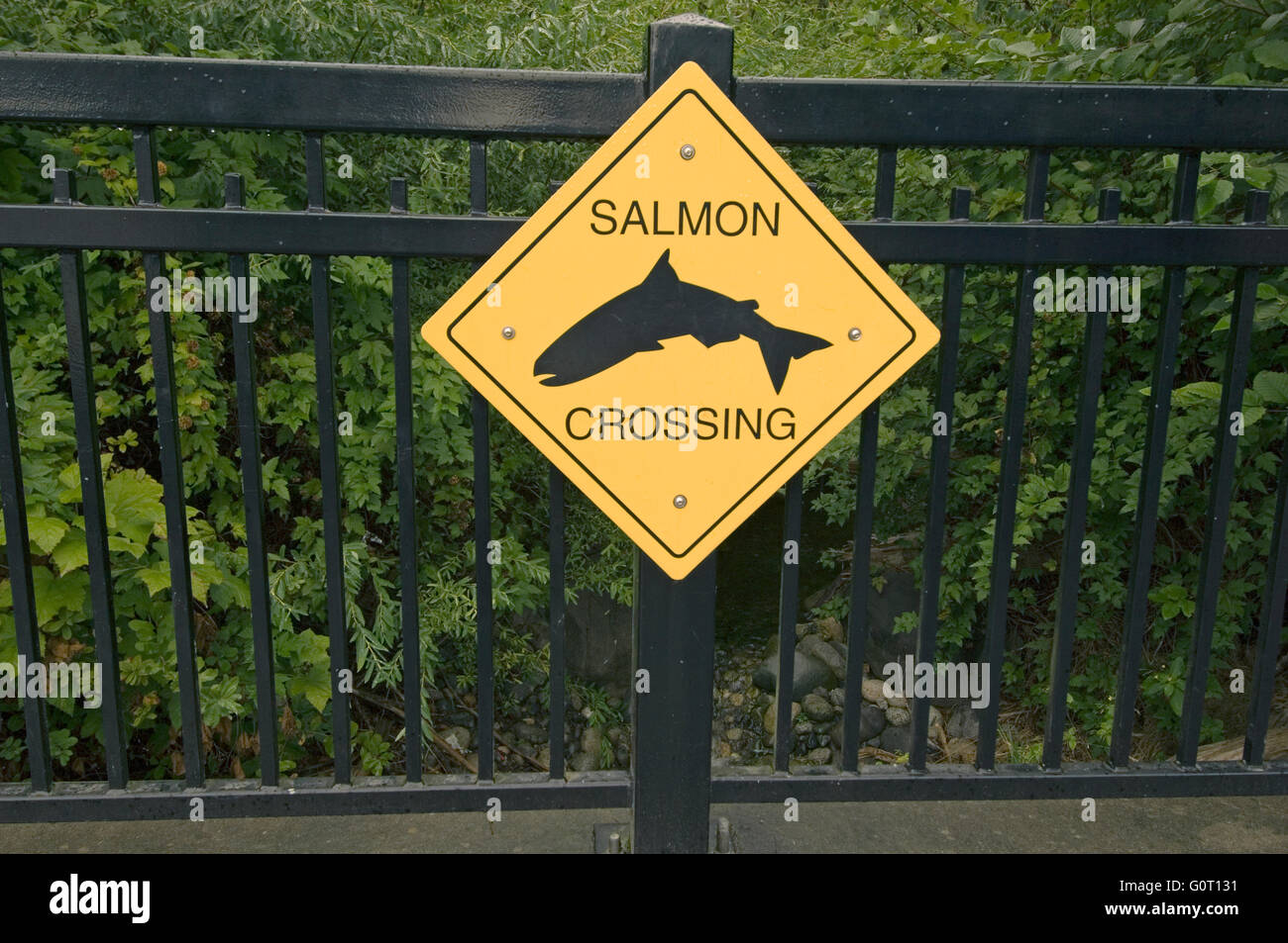 Salmon Crossing Sign, marking migratory fish stream, Stanley Park ...