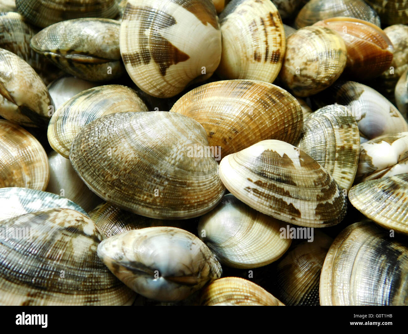 Carpet shell clams hi-res stock photography and images - Alamy