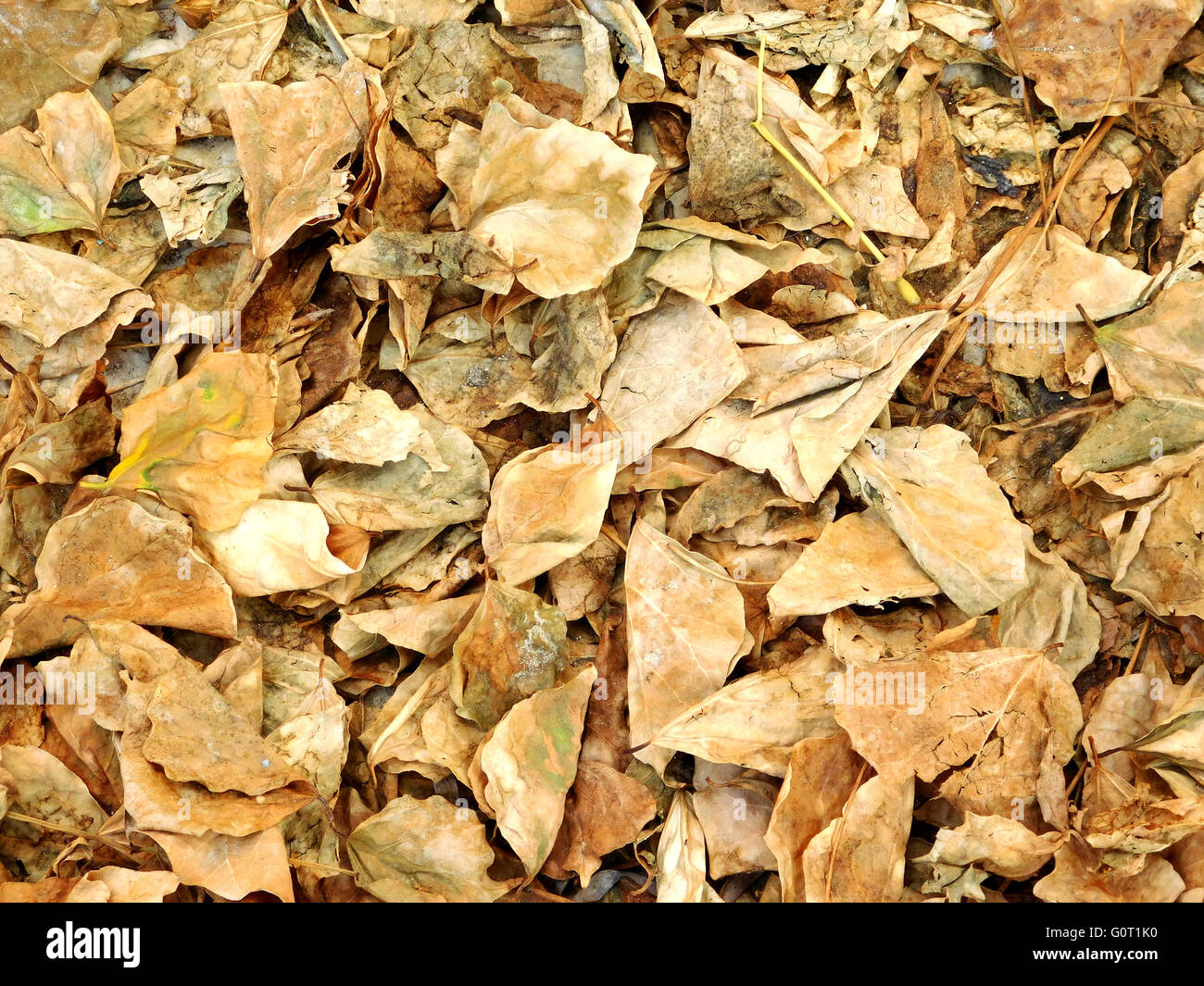 texture of leaves Stock Photo - Alamy