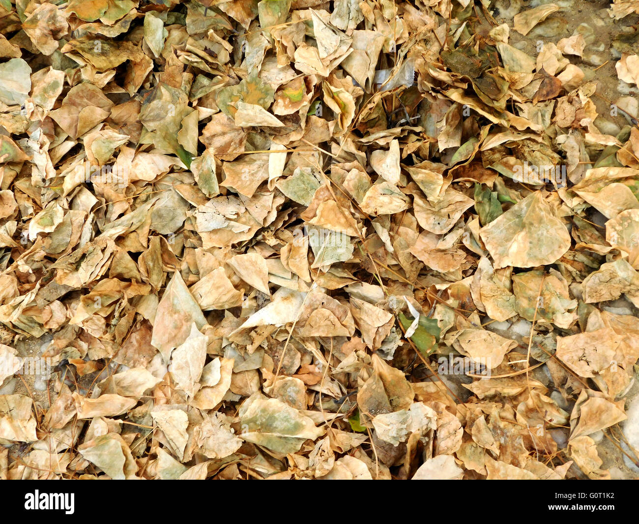 texture of leaves Stock Photo - Alamy
