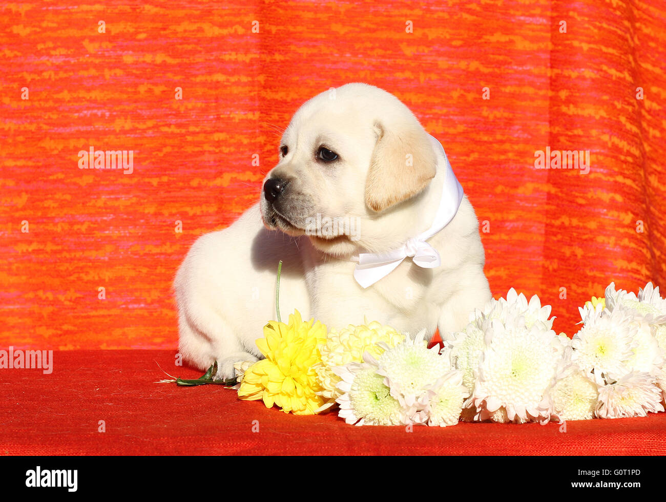 a yellow nice labrador puppy on red with flowers Stock Photo - Alamy